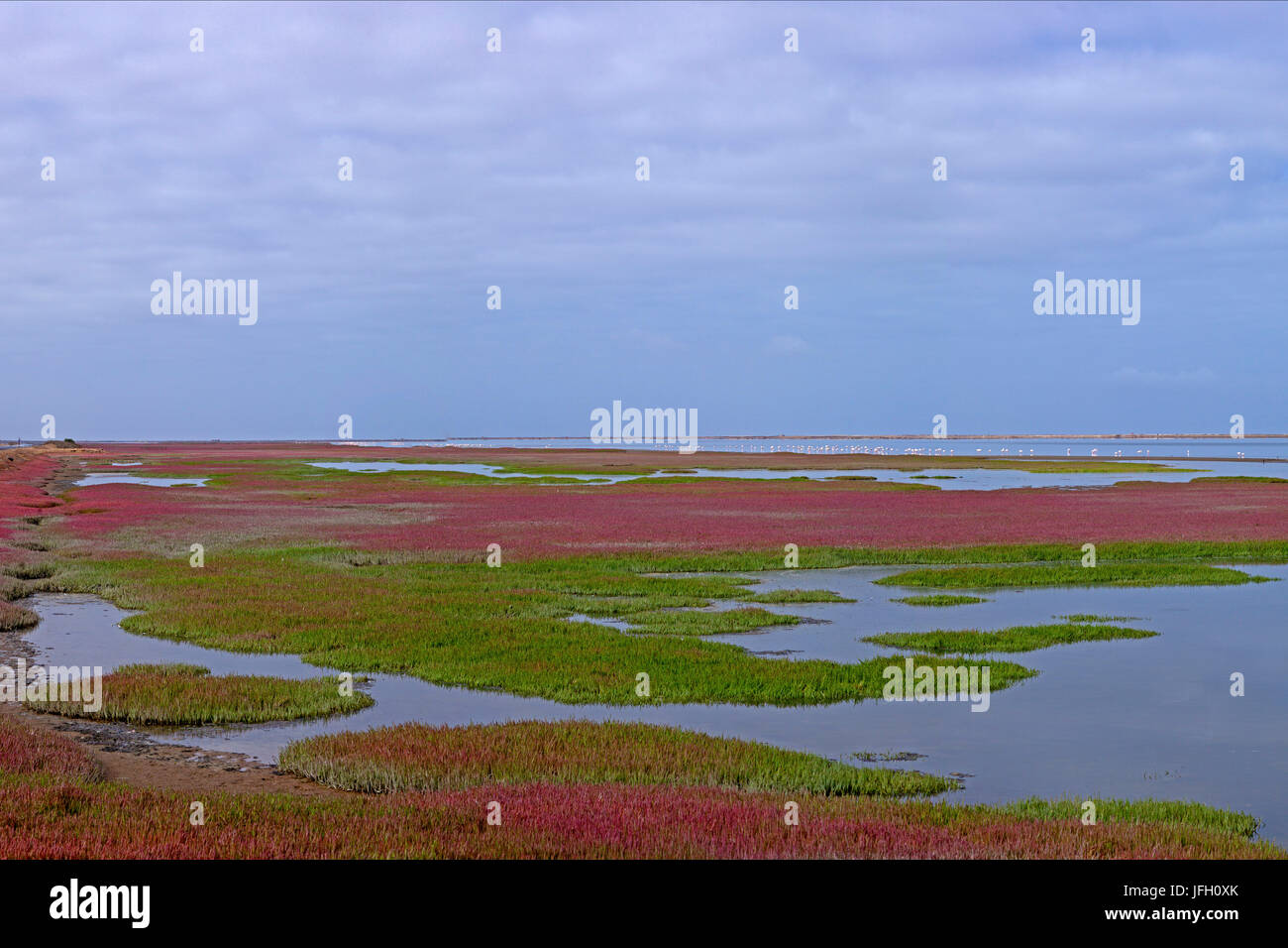 Lagoon Walvis Bay with flood, coloured growth, flamingos, Namibia Stock ...