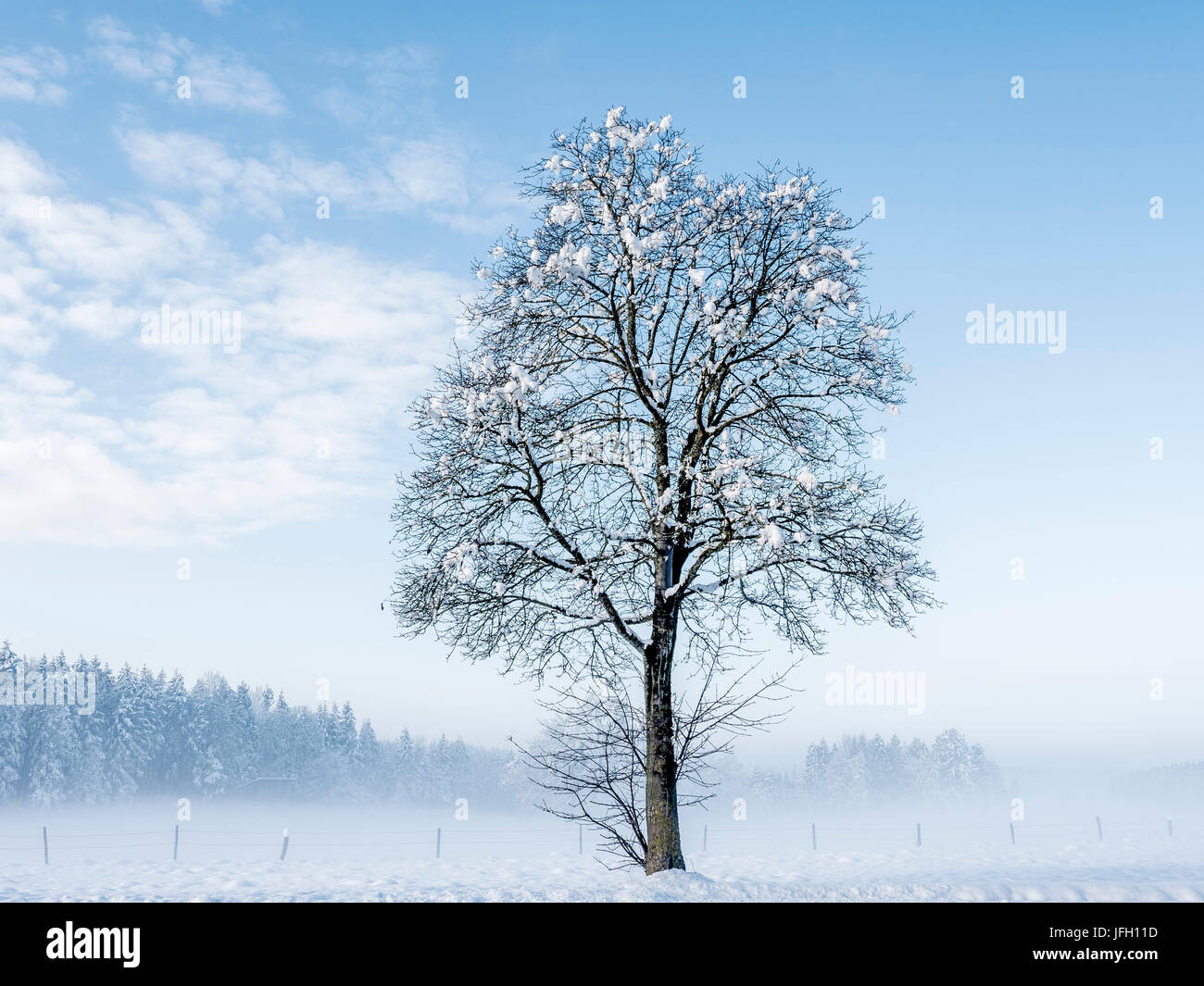 Single tree in winter scenery hi-res stock photography and images - Alamy