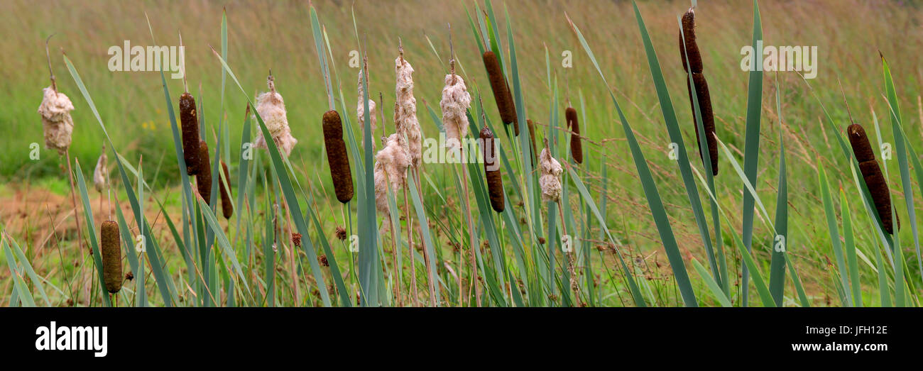 Bullrush hi-res stock photography and images - Alamy