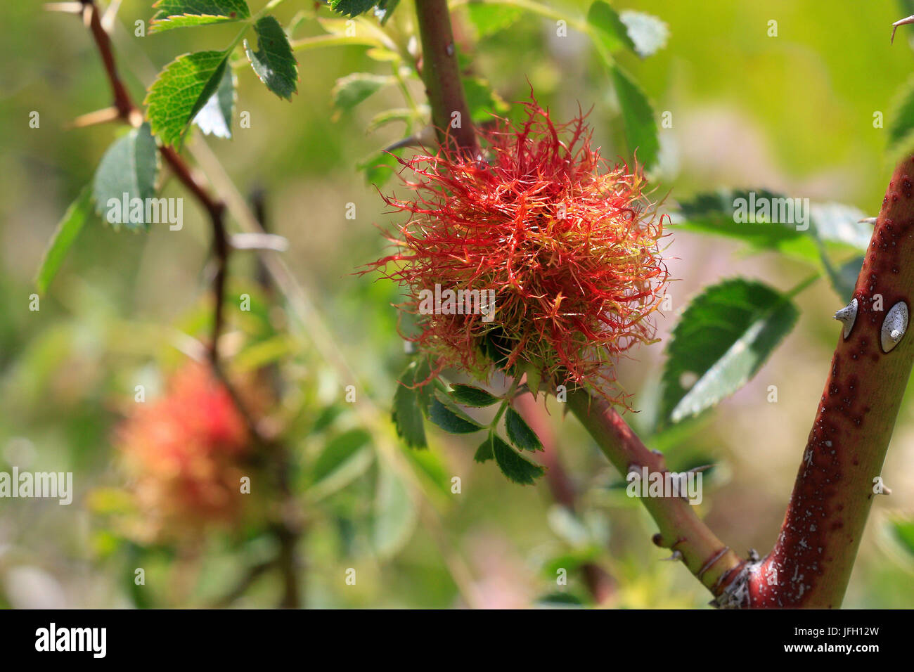 Rose gall wasp hi-res stock photography and images - Alamy