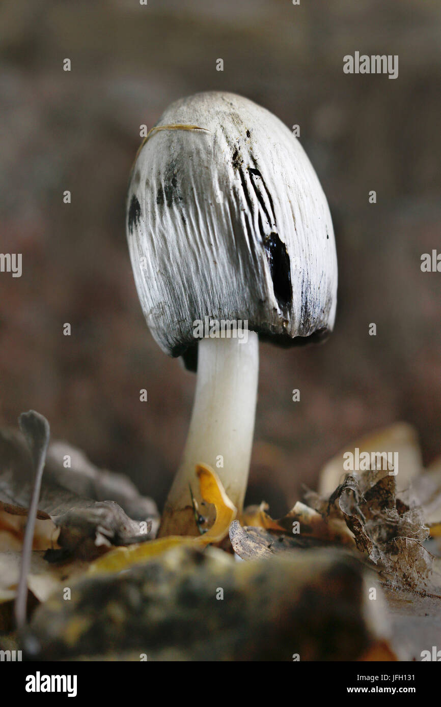 Alcohol Inky Cap Mushroom