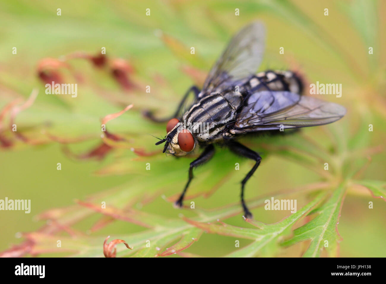 Grey meat fly, Sarcophaga carnaria, on leaves Stock Photo - Alamy