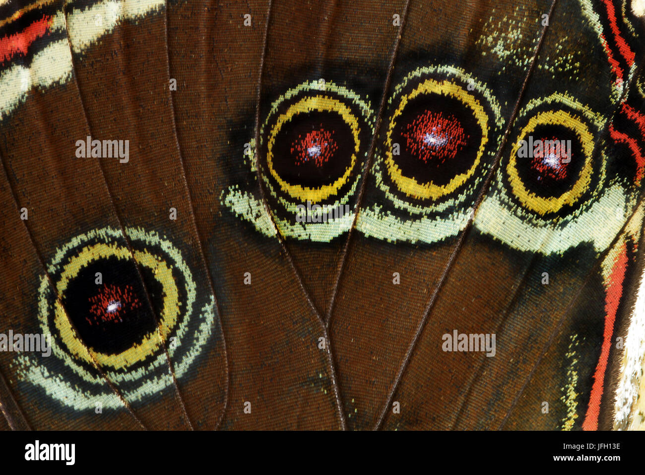 Blue morpho, Morpho peleides, to ocular blotches on outside bottom side ...