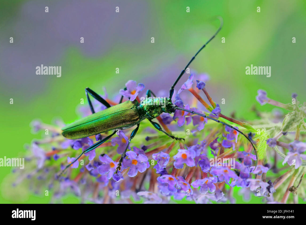 musk beetle, Aromia moschata, on blue flower Stock Photo - Alamy