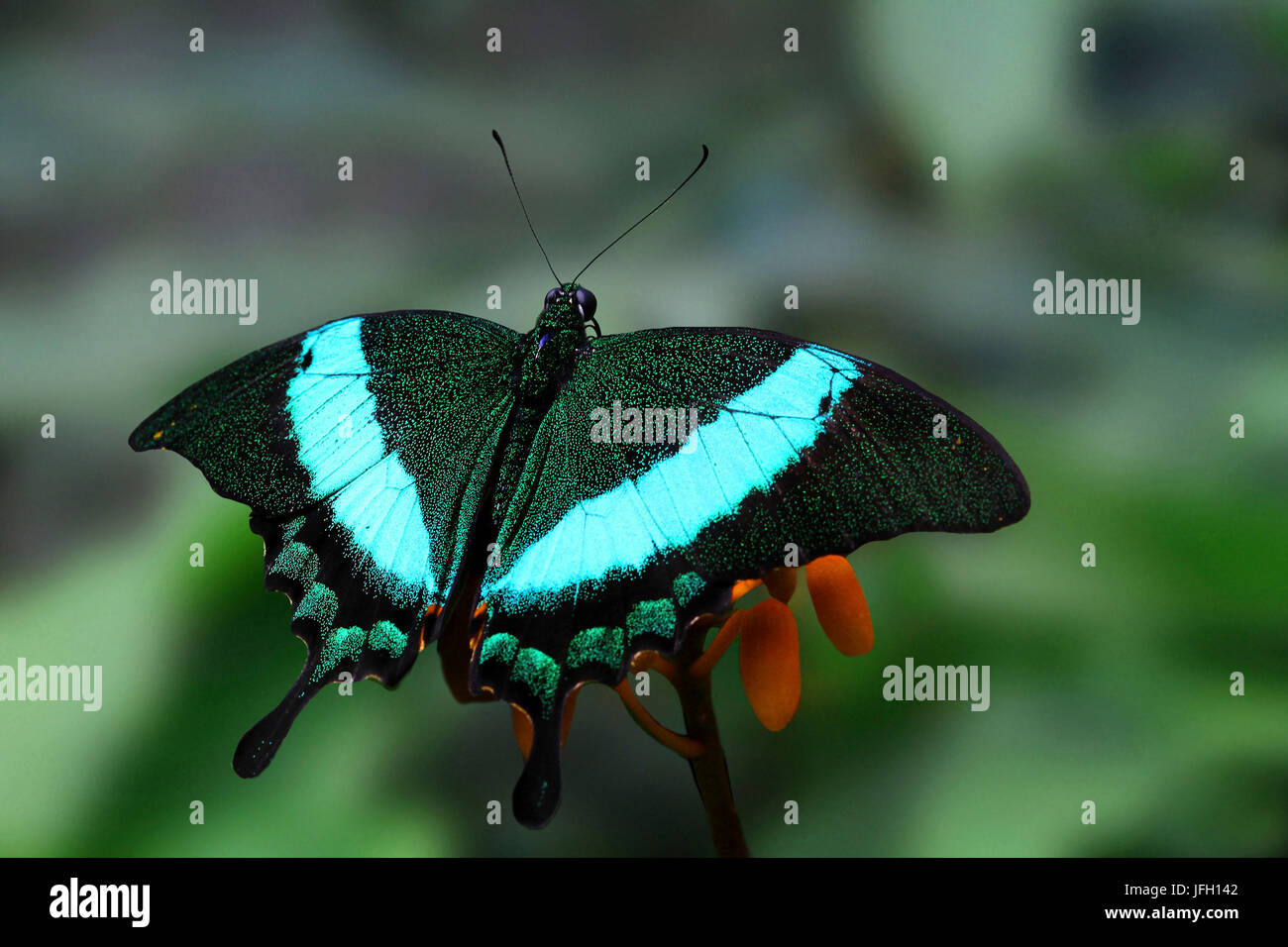 Palinurus High Resolution Stock Photography and Images - Alamy