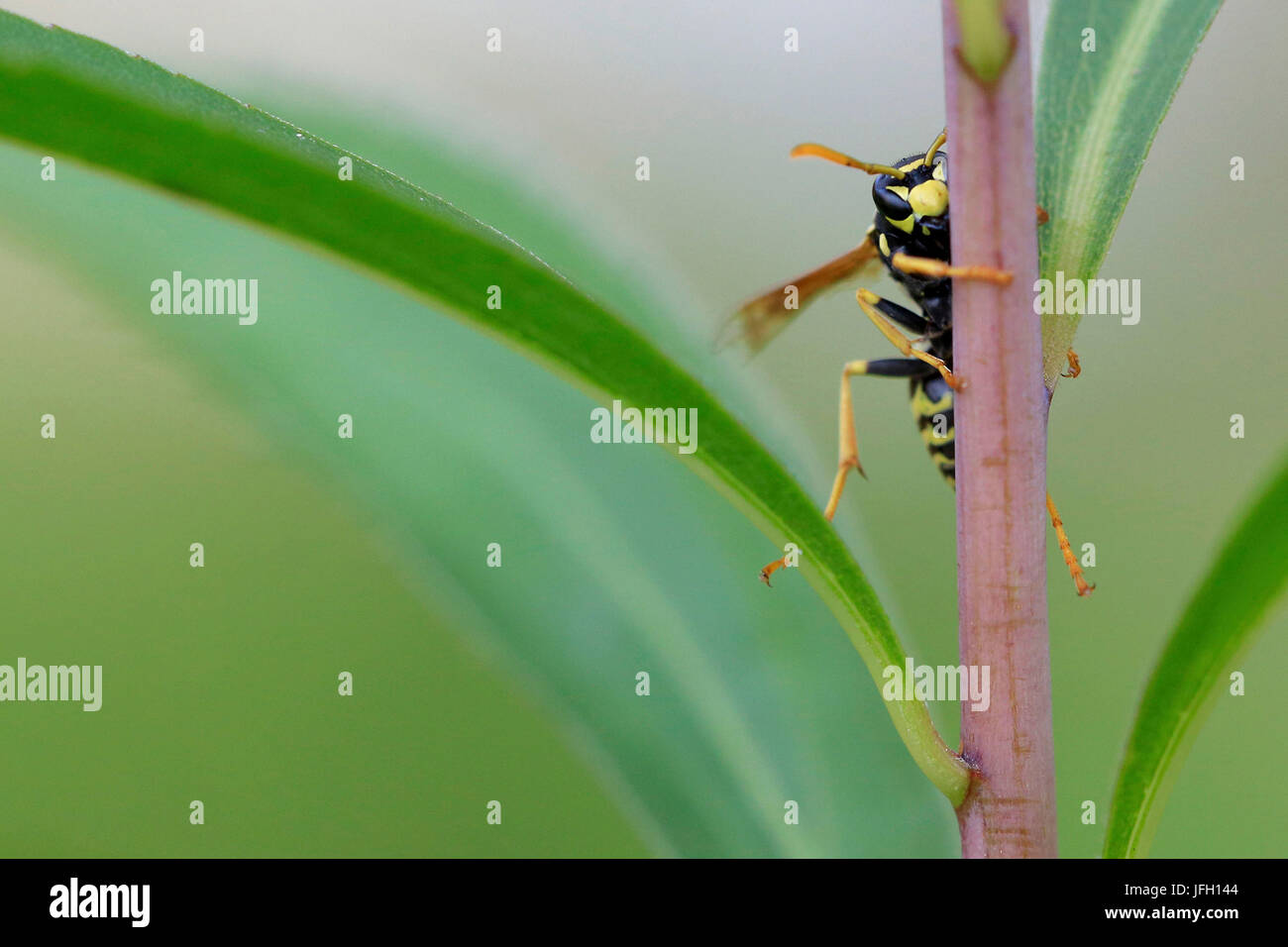 Solitaire wasp hi-res stock photography and images - Alamy