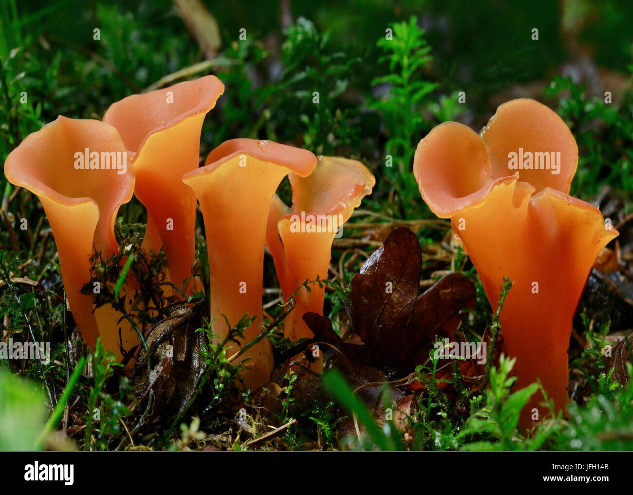 Reddish jelly funnel, fungus, Tremiscus helvelloides Stock Photo - Alamy