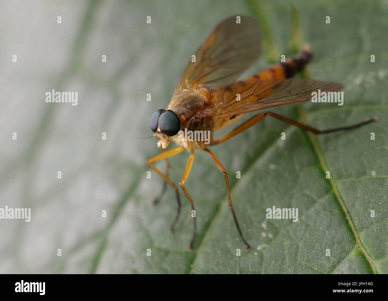Snipe's fly, Rhagio scolopaceus, on leaves Stock Photo - Alamy