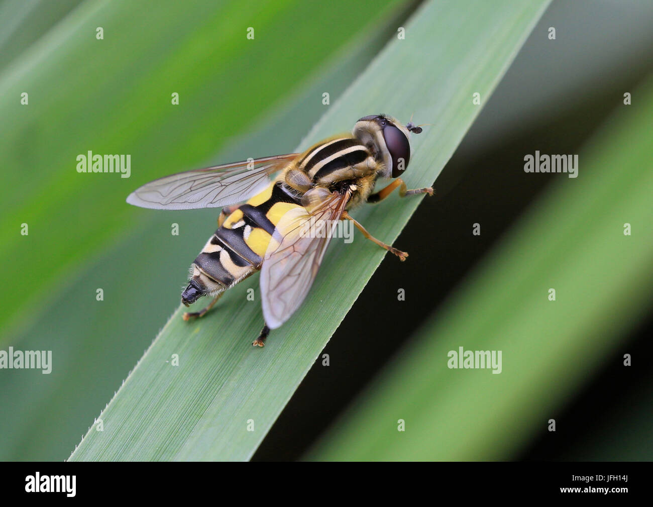 Episyrphus balteatus, on leaves Stock Photo - Alamy