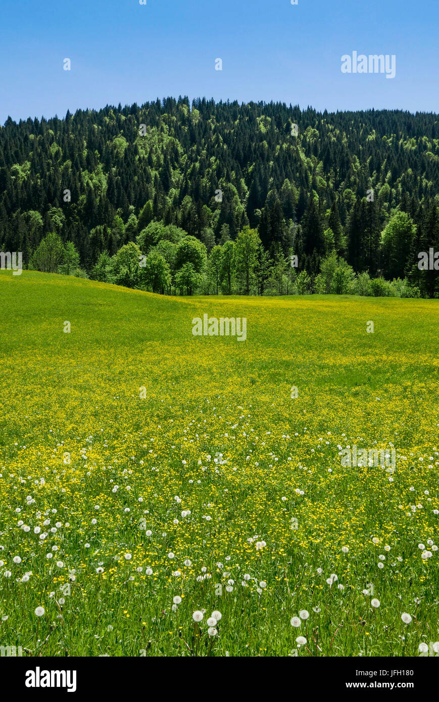 yellow blossoming spring meadow in front of mixed forest, Upper Bavaria ...