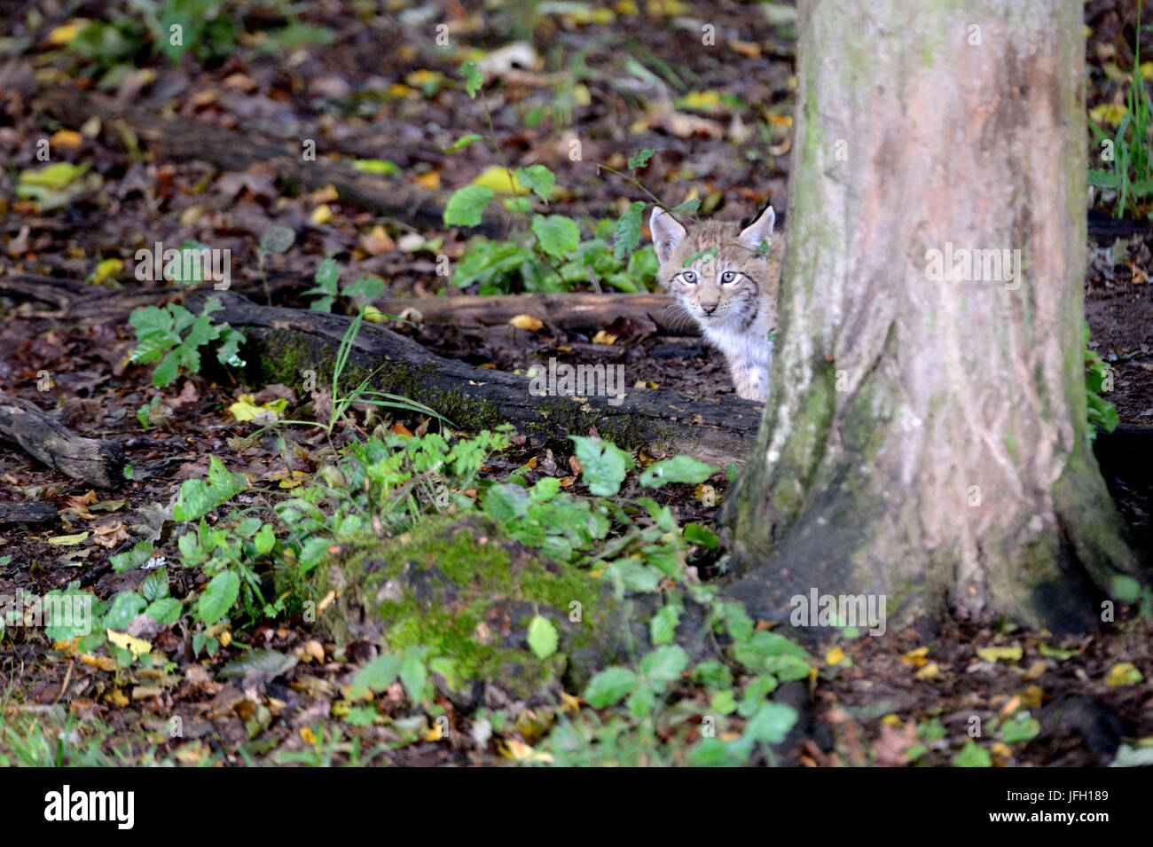 Wood, trunk, lynx, Lynx lynx, young animal, hide Stock Photo - Alamy