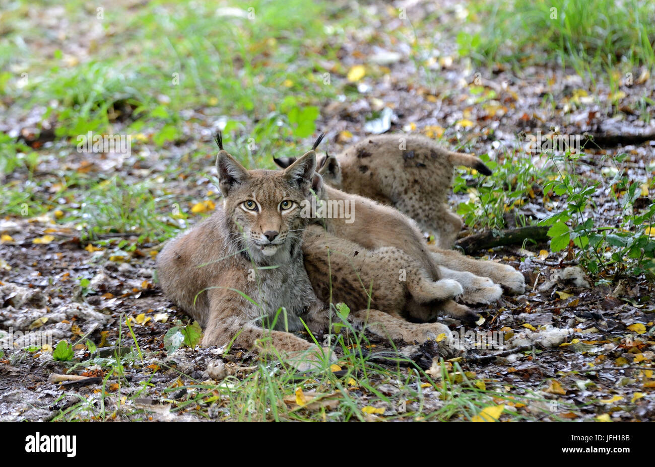 Young nut hi-res stock photography and images - Alamy