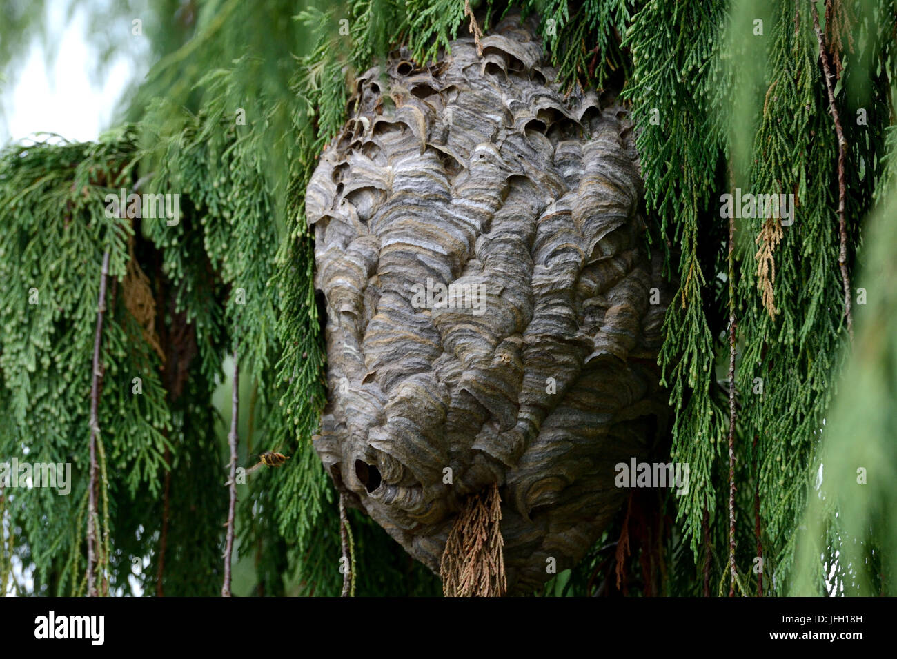 Hornets nest hi-res stock photography and images - Alamy