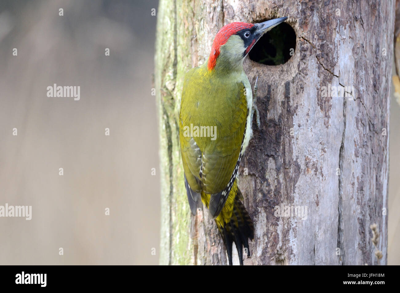 Tree, detail, green woodpecker, Picus viridis Stock Photo - Alamy