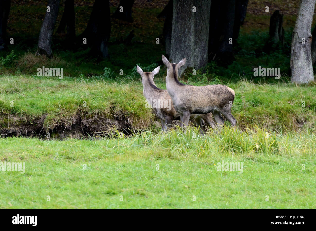 Bald deer hi-res stock photography and images - Alamy