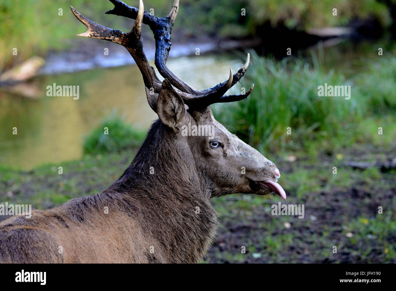 Half Deer High Resolution Stock Photography and Images - Alamy