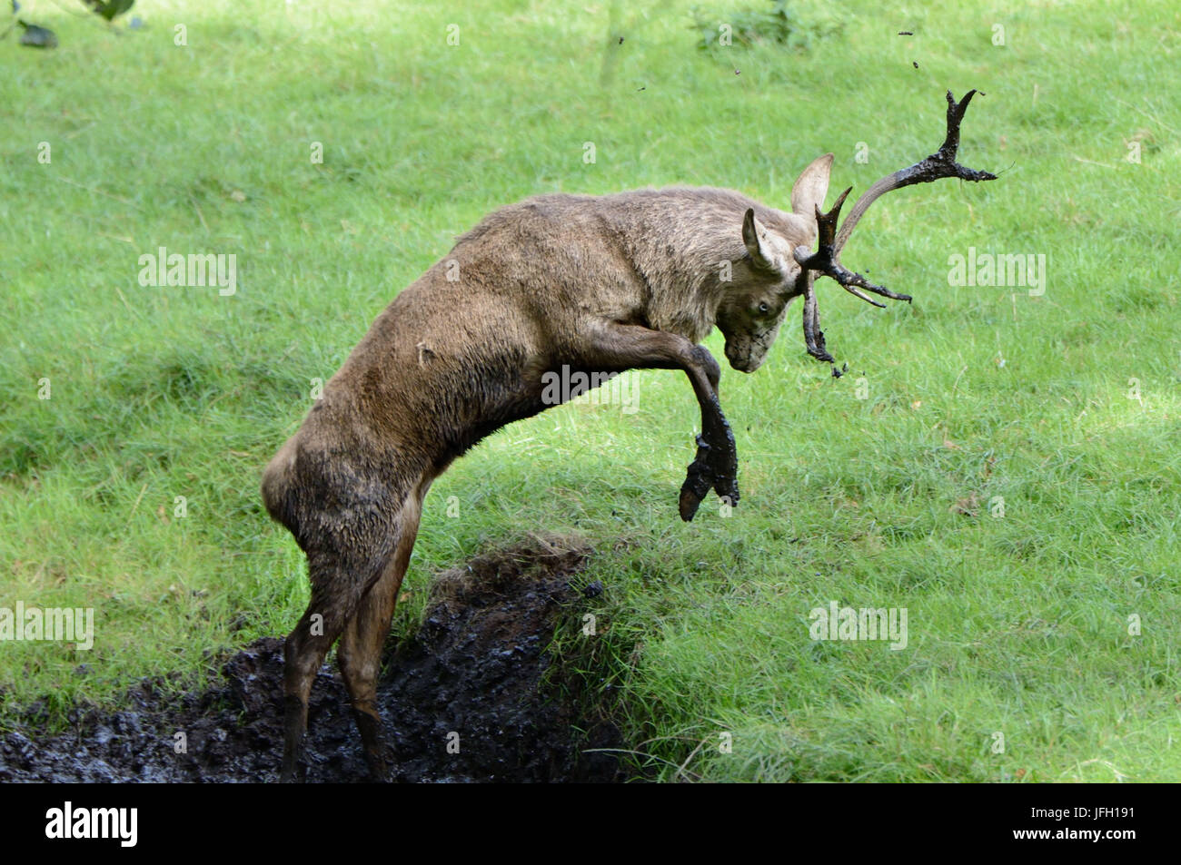 Red deer, Cervus elaphus, Bleßwild, mud, jump Stock Photo - Alamy