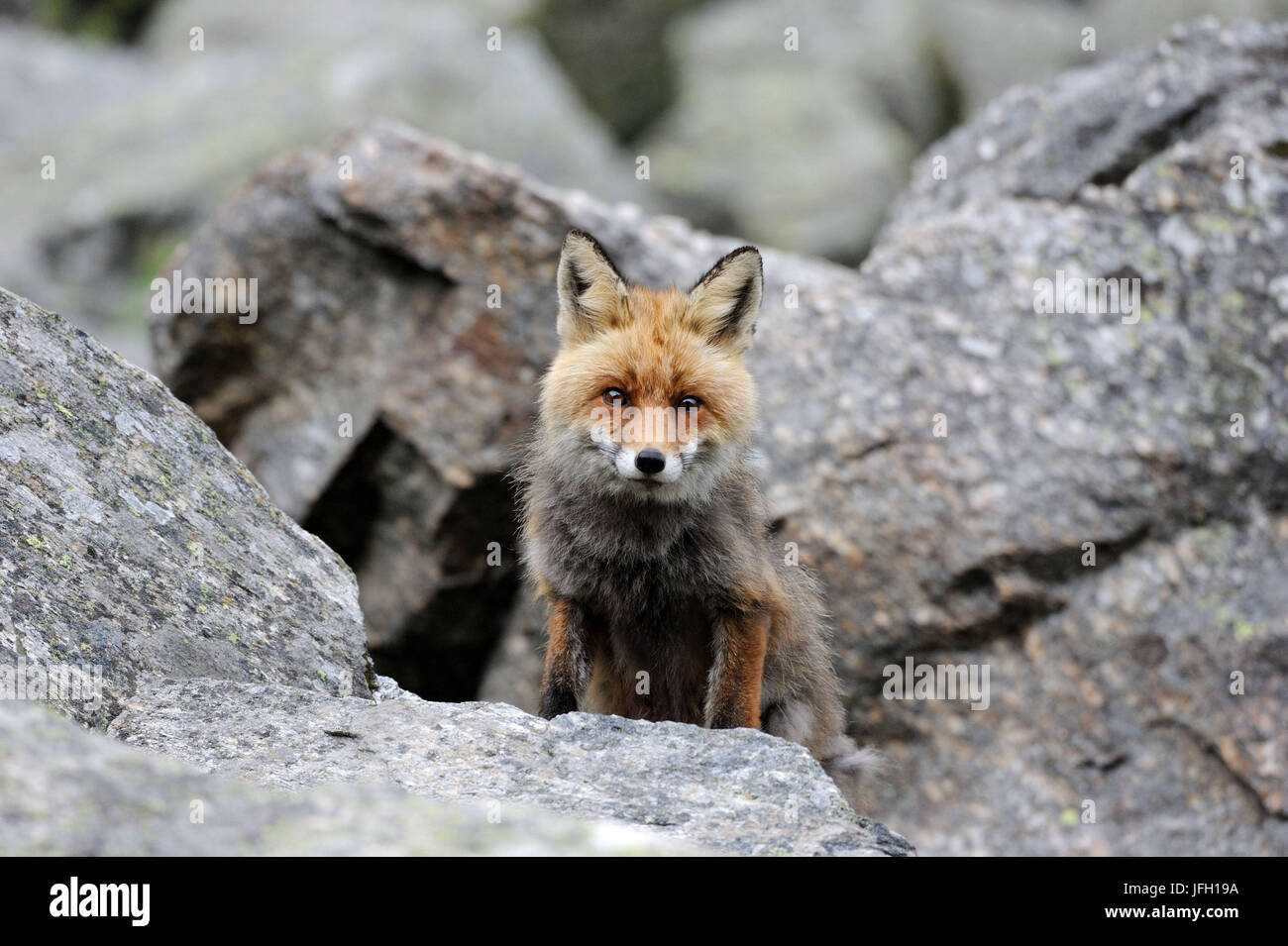 Rocks, red fox, Vulpes vulpes Stock Photo - Alamy