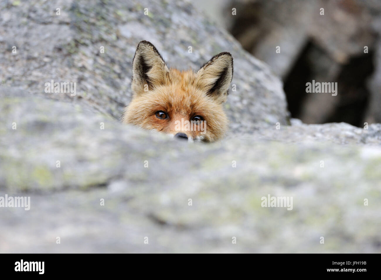 Fox in detail hi-res stock photography and images - Alamy
