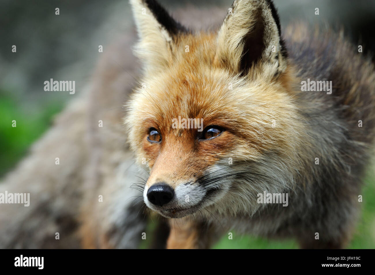 Rocks, red fox, Vulpes vulpes Stock Photo - Alamy
