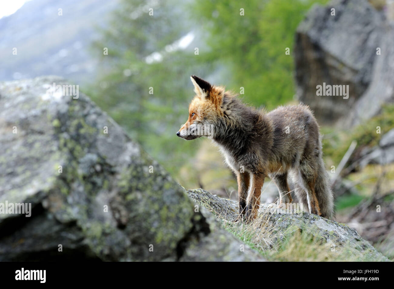 Rocks, red fox, Vulpes vulpes Stock Photo - Alamy