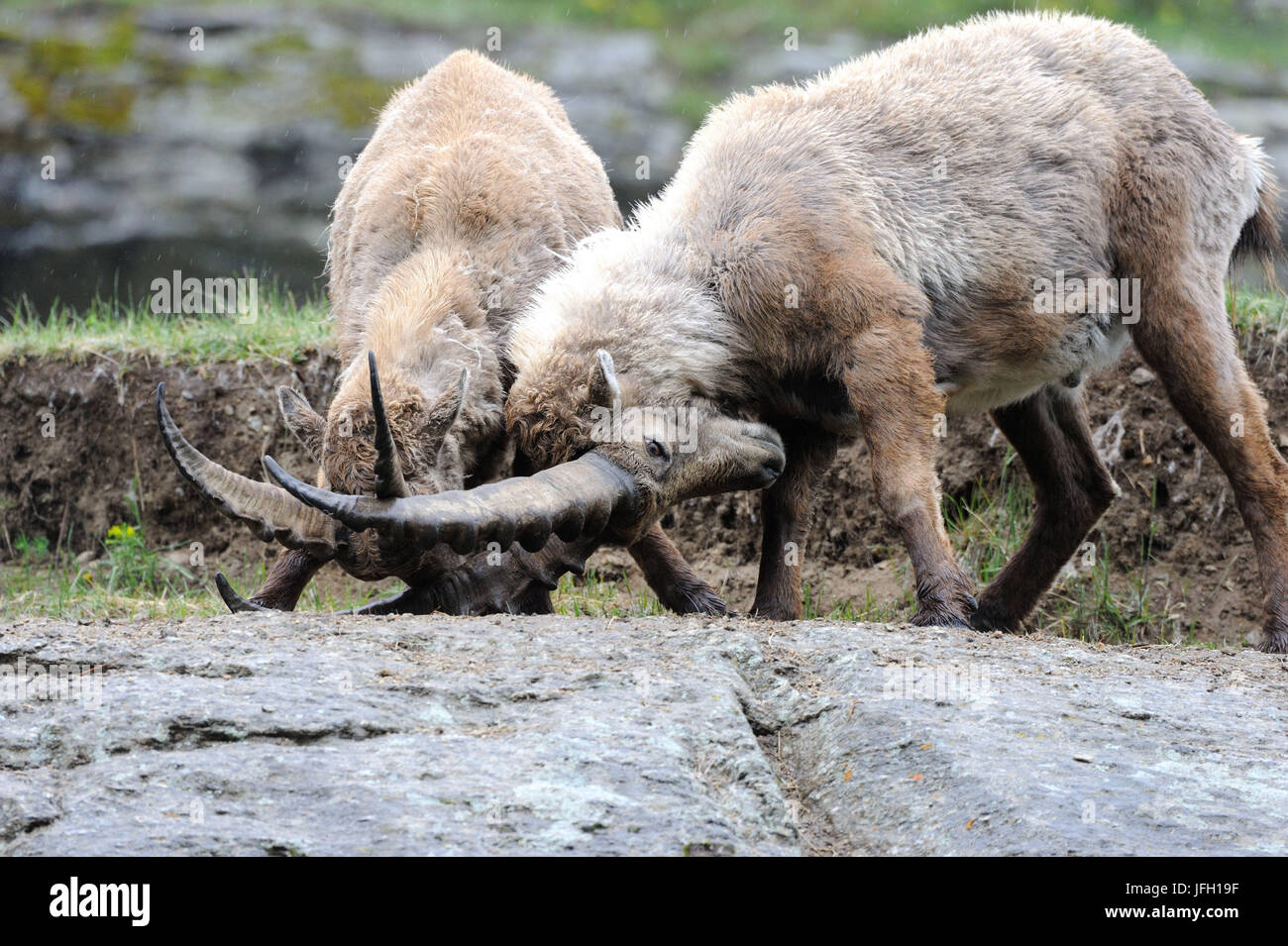 Ibex fight hi-res stock photography and images - Alamy
