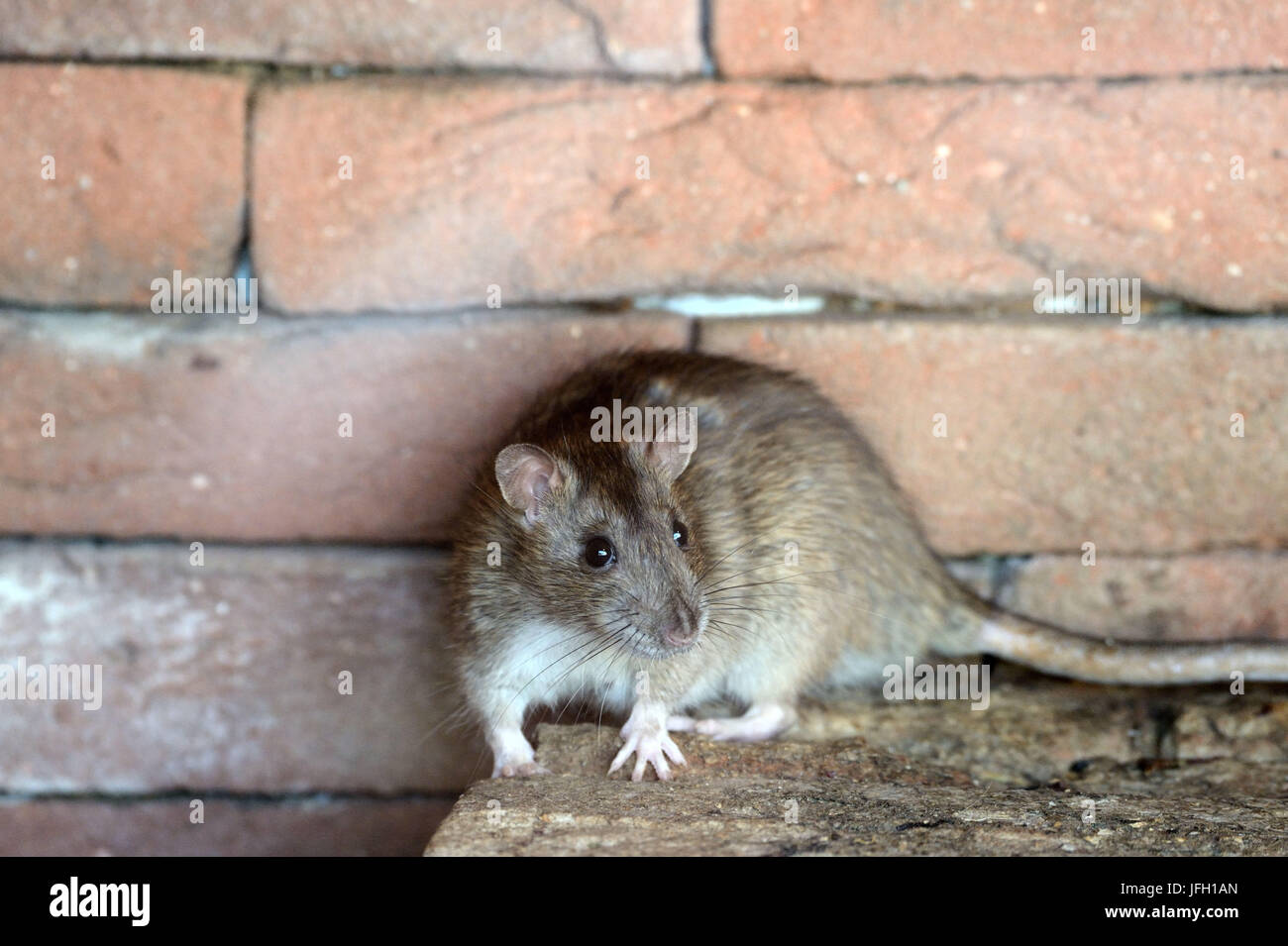Travelling rat, Rattus norvegicus Stock Photo - Alamy