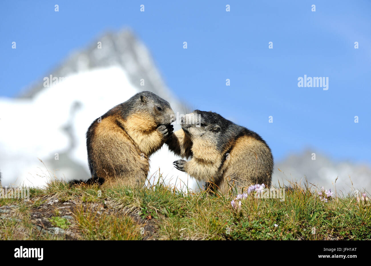 Mountain pasture, groundhogs, Marmota Stock Photo - Alamy