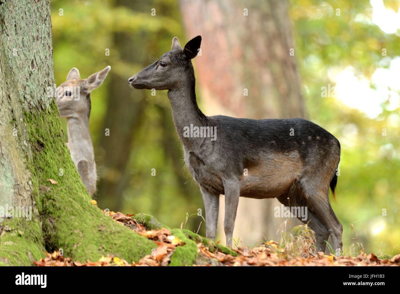 fallow deer, fallow bucks, Dama dama, wood Stock Photo - Alamy