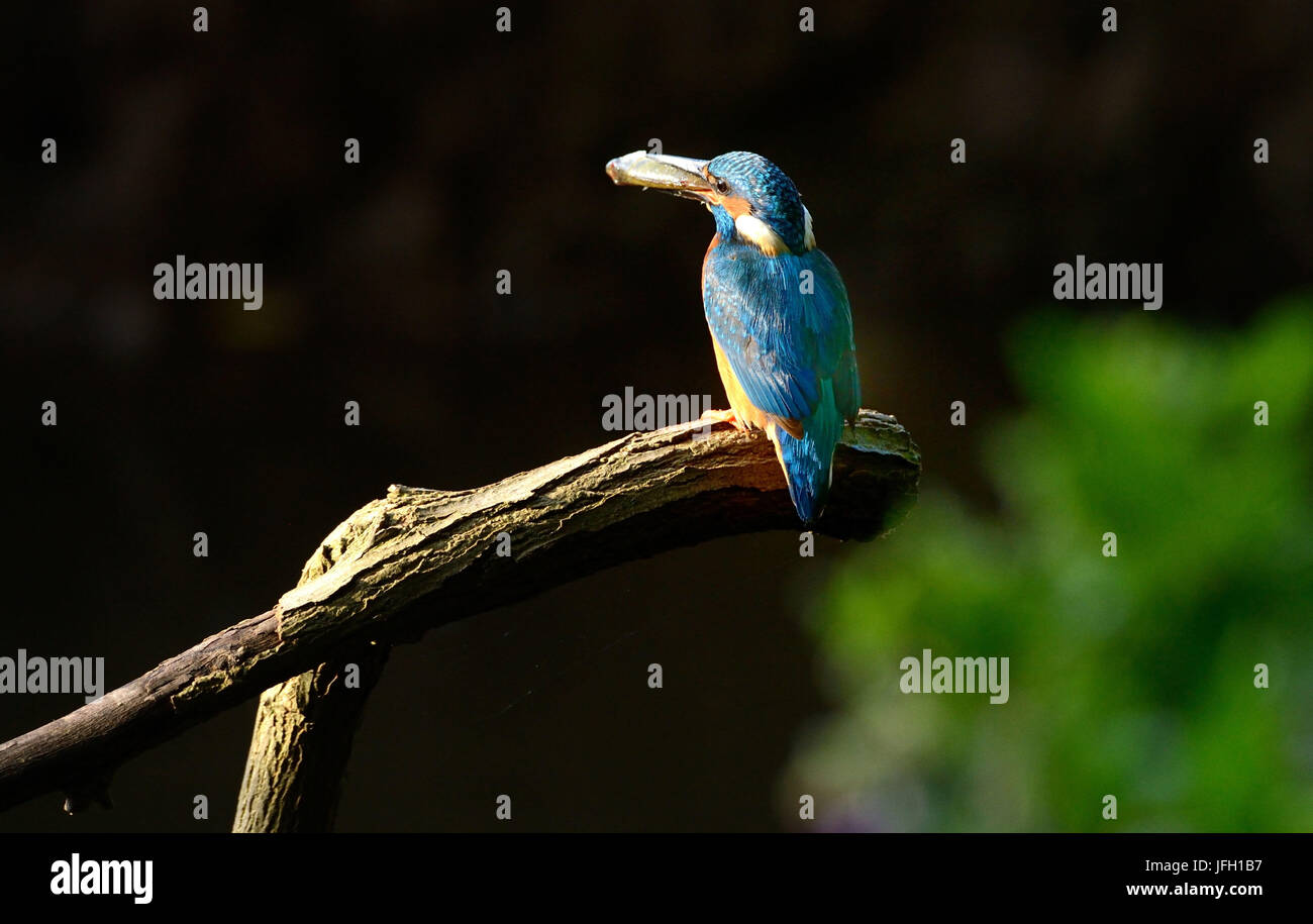Kingfisher eat hi-res stock photography and images - Alamy