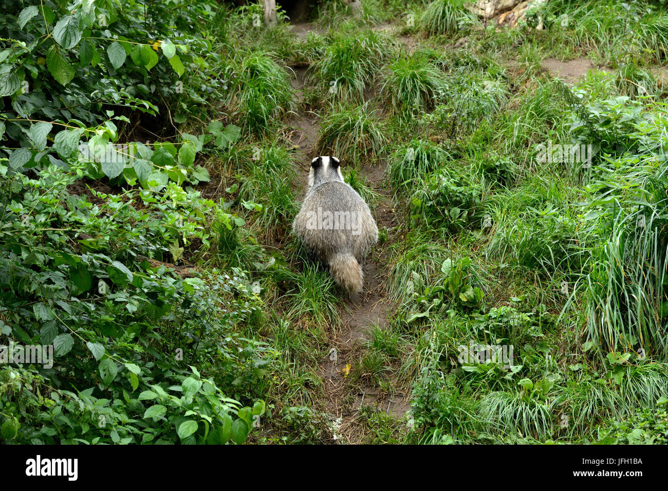 Eurasian badger, Meles meles, back view Stock Photo - Alamy
