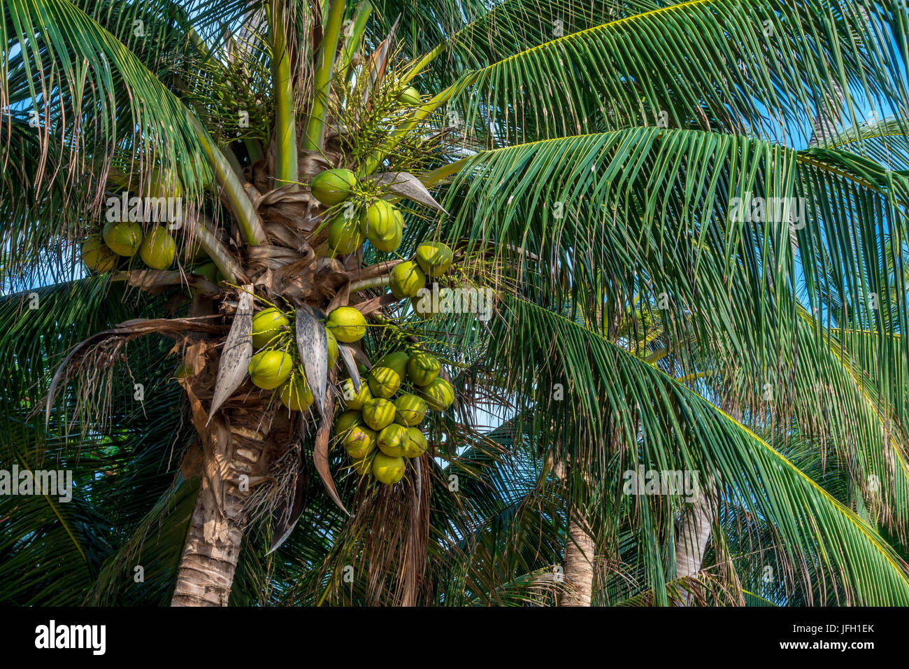 Coconuts in a coconut tree (Cocos nucifera), Coral Cove Beach, Ko Samui ...