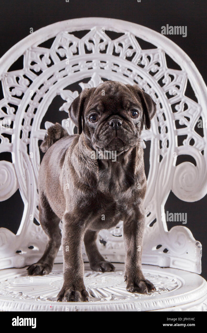 Pug, young animal stands on white chair Stock Photo - Alamy
