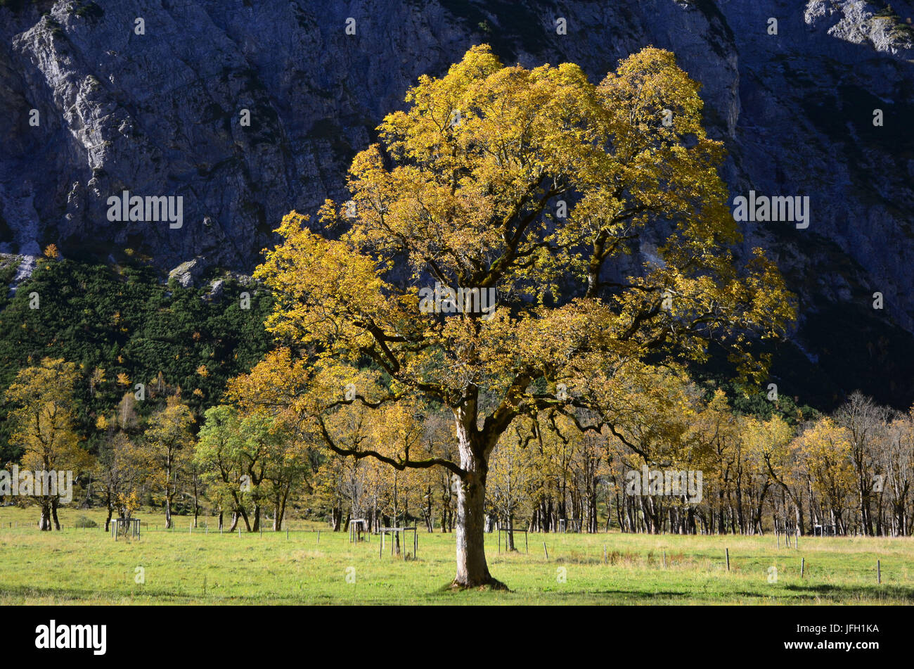 Austria, Tyrol, Eng-Alm (alp), autumn Stock Photo - Alamy