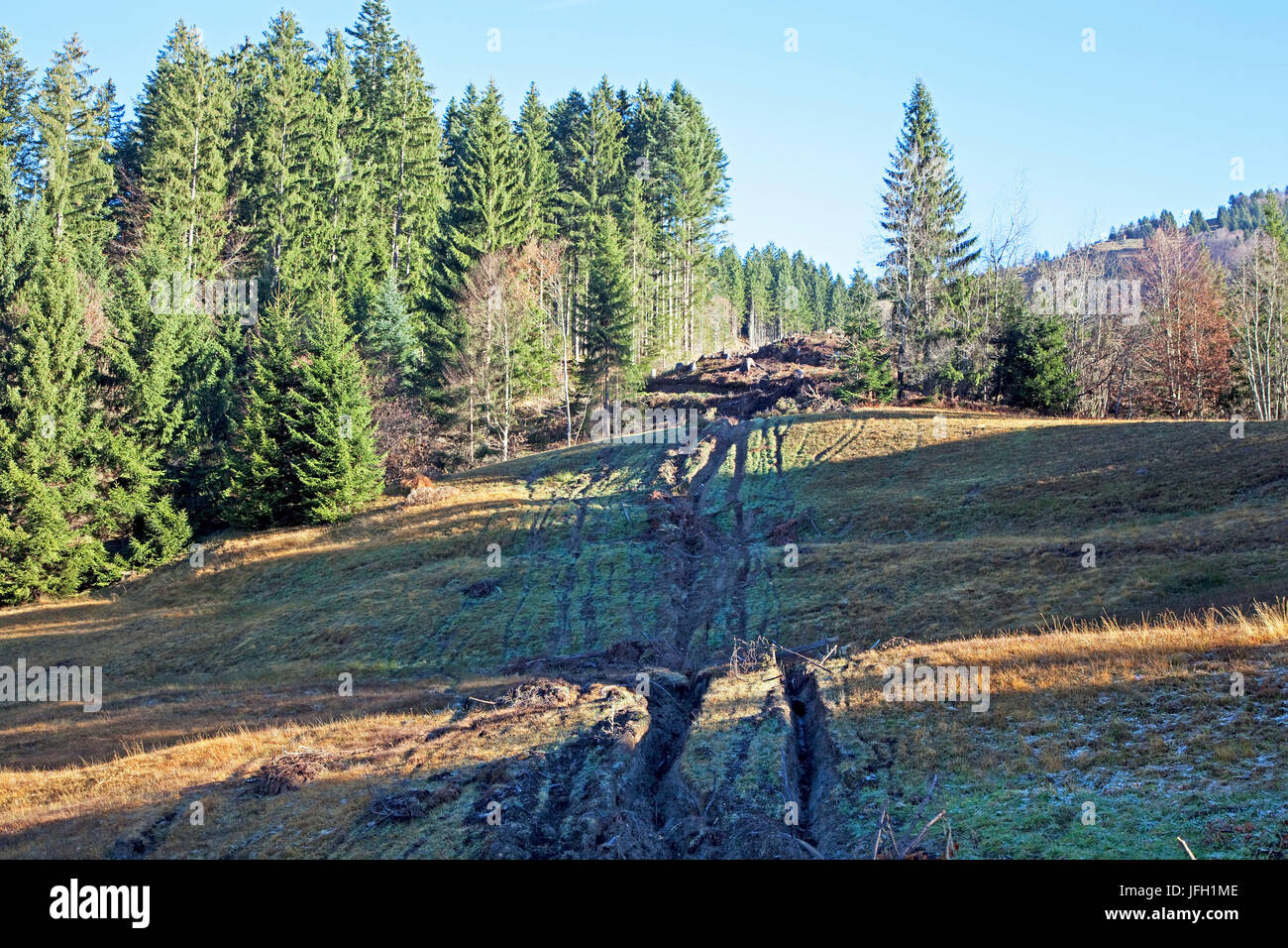 destroyed meadow after felling and transport, Fieberbrunn, Tyrol ...