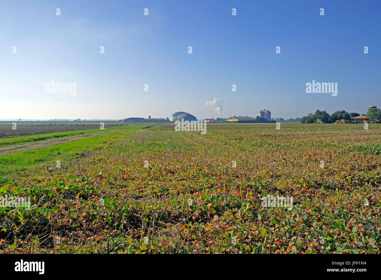 Factory farming hi-res stock photography and images - Alamy