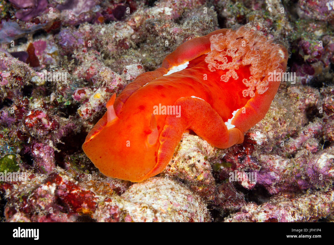 Spanish dancer slug hi-res stock photography and images - Alamy