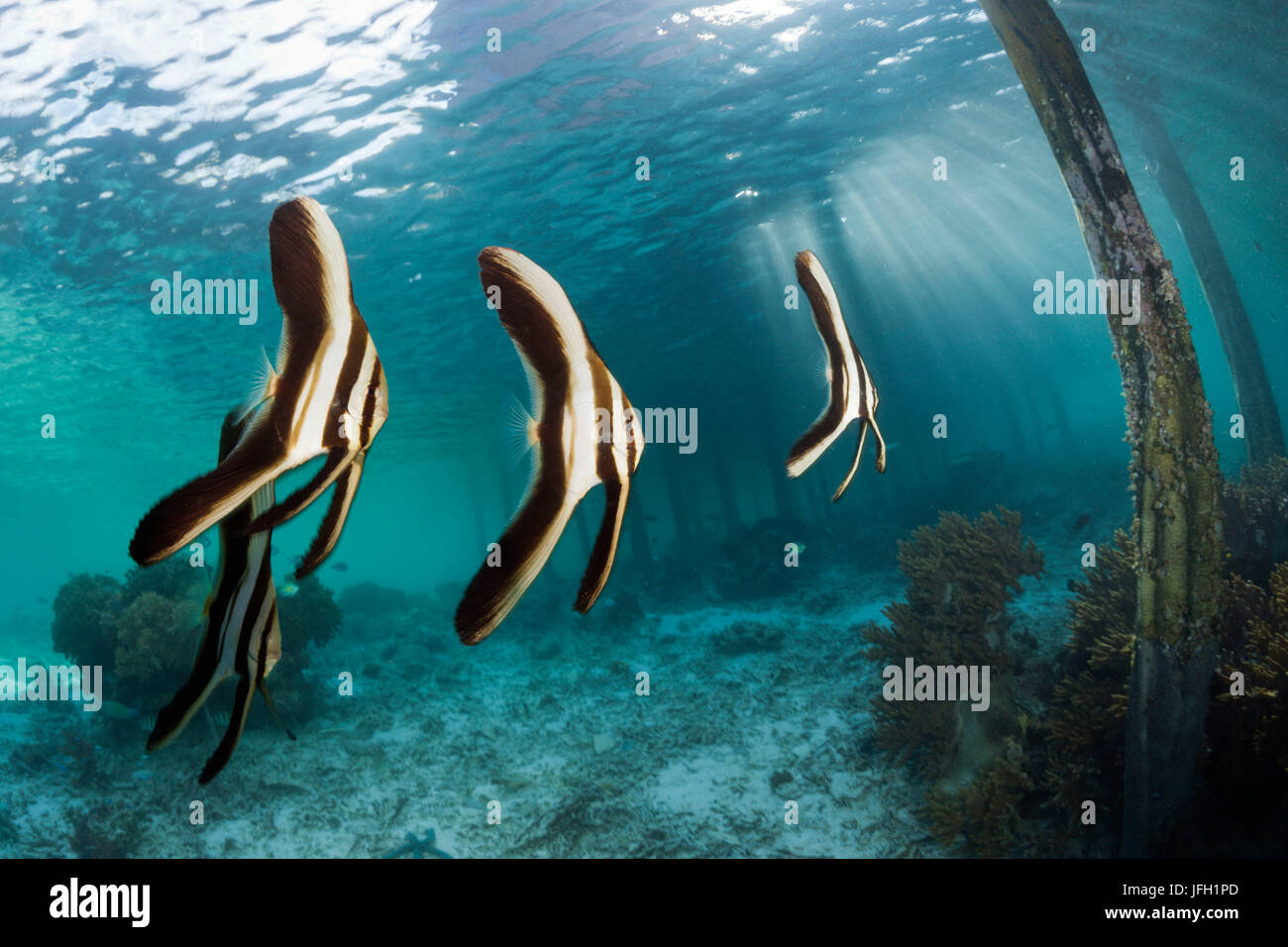 Juvenile long fin bat fish under Aborek Jetty, Platax teira, Raja Ampat ...