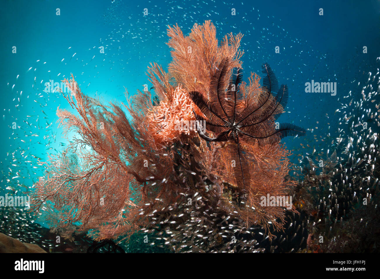 Glass fish swarm round coral reef, round Parapriacanthus ransonneti ...