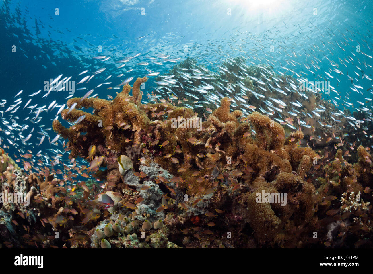 Coral reef fish indonesia hi-res stock photography and images - Alamy
