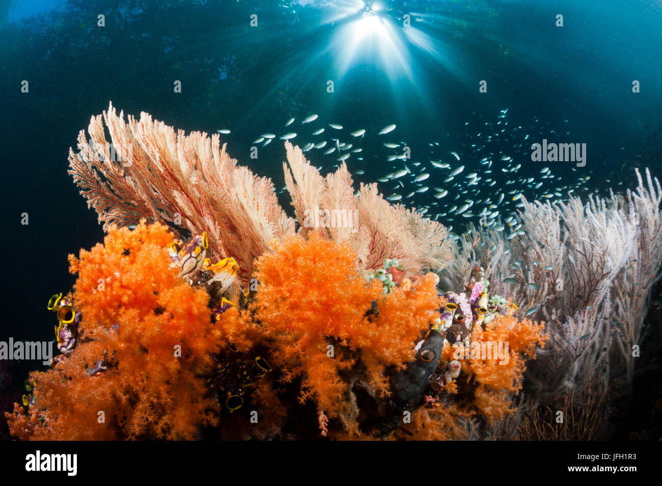 Corals in the level mangrove range, Raja Ampat, west Papua, Indonesia ...