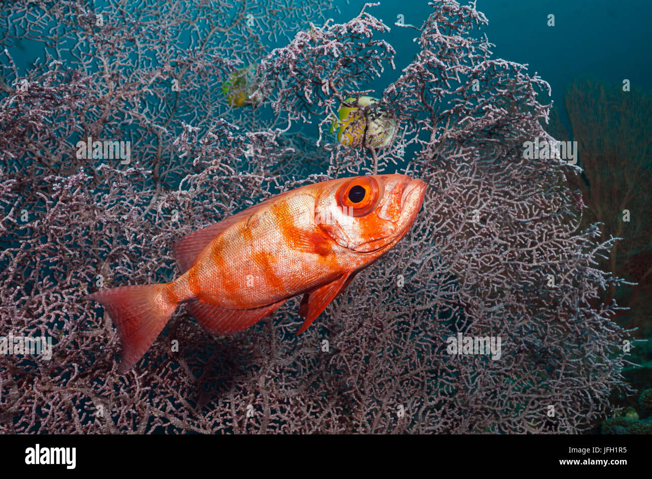 Reef-great eye, Priacanthus hamrur, Raja Ampat, west Papua, Indonesia ...
