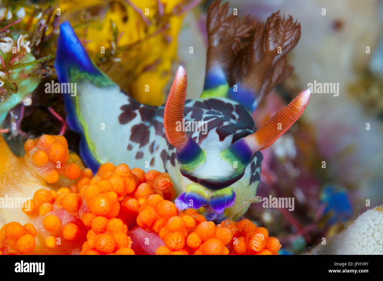 Coloured variable neon slug, Nembrotha purpureolineolata, ambon, the ...