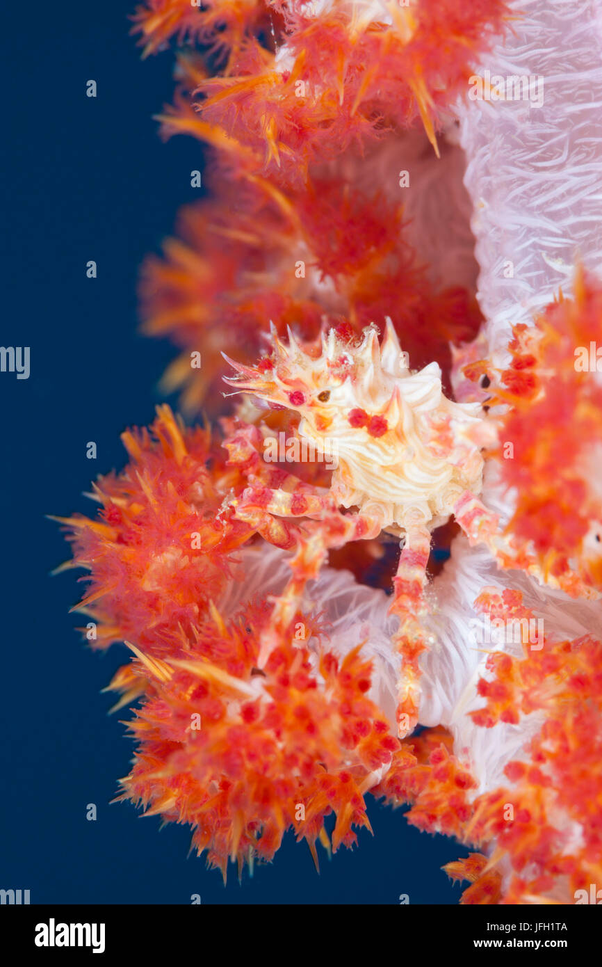 Weichkorallen-spinning crab, Hoplophrys oatesii, ambon, the Moluccas ...