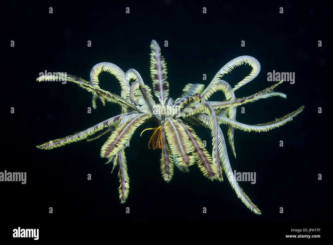 Feather Star Diagram