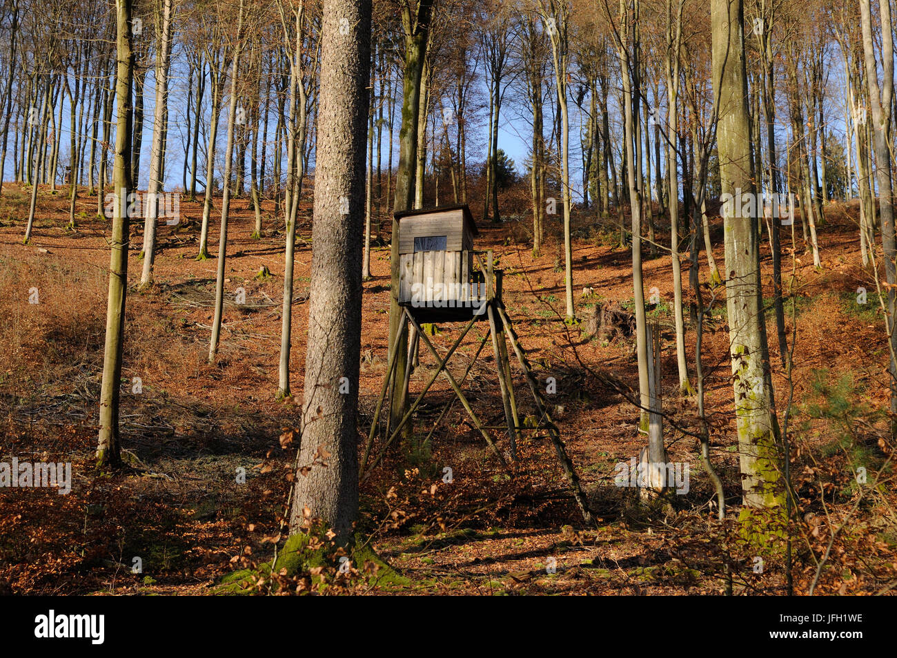Wood, raised hide Stock Photo - Alamy