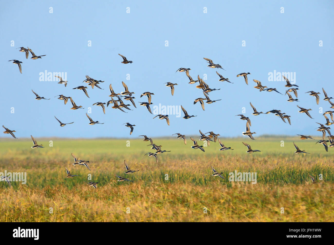 Many mallards hi-res stock photography and images - Alamy