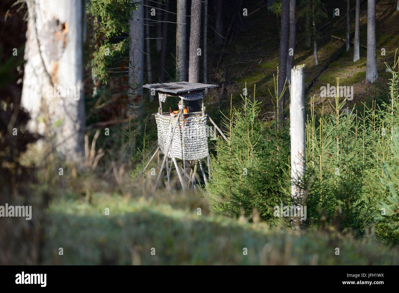 Wood, raised hide Stock Photo - Alamy
