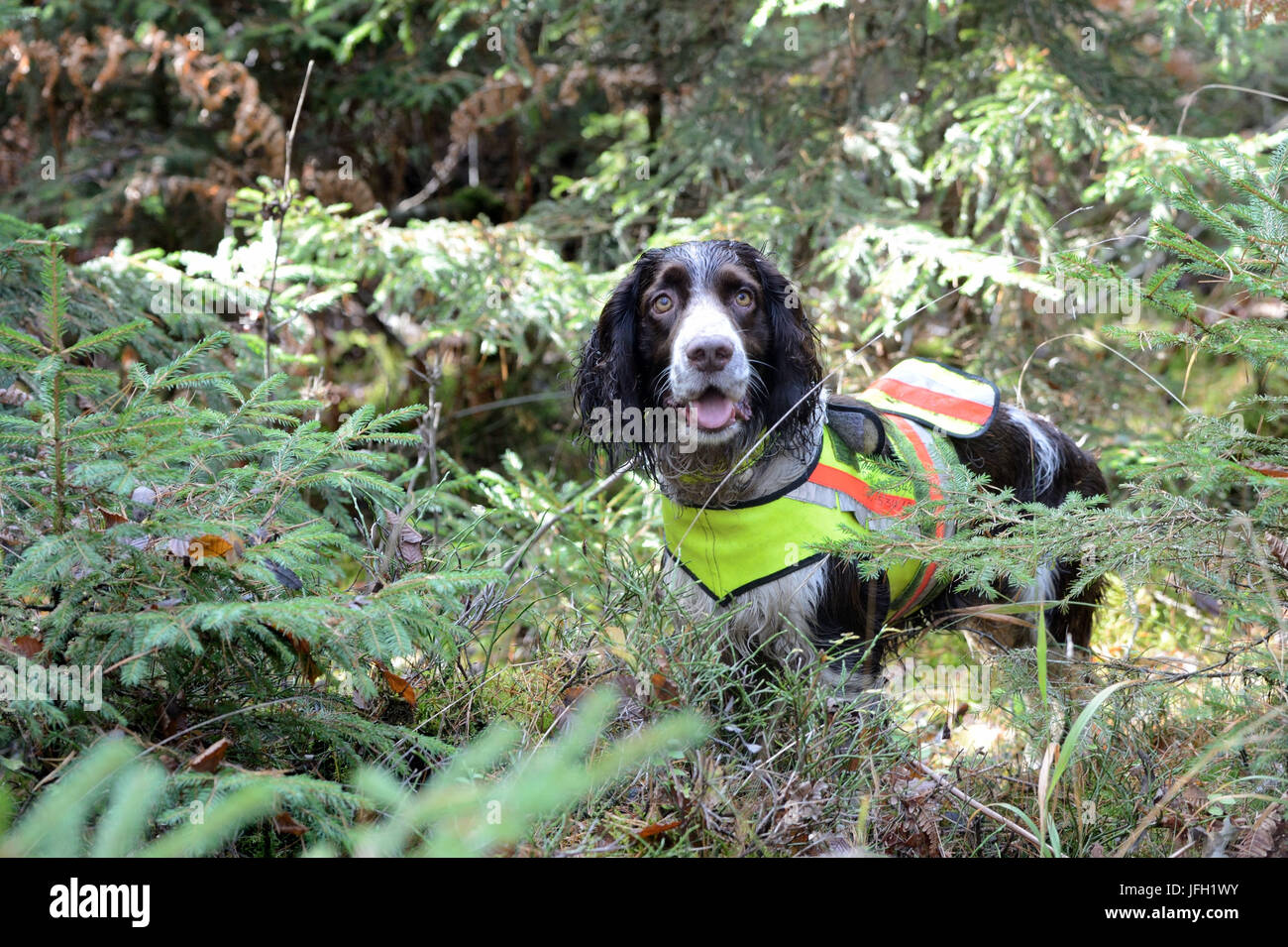 Wood, dog, thicket Stock Photo - Alamy