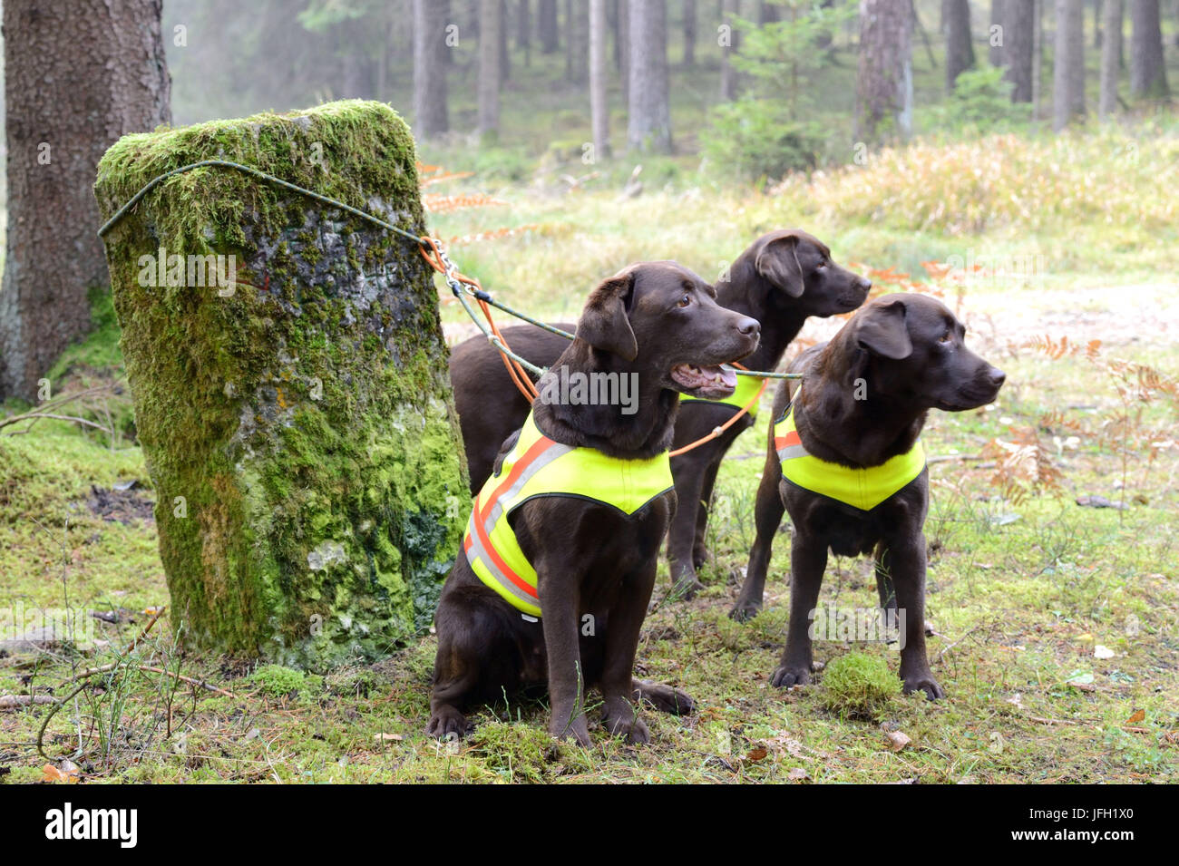Hounds wait hi-res stock photography and images - Alamy